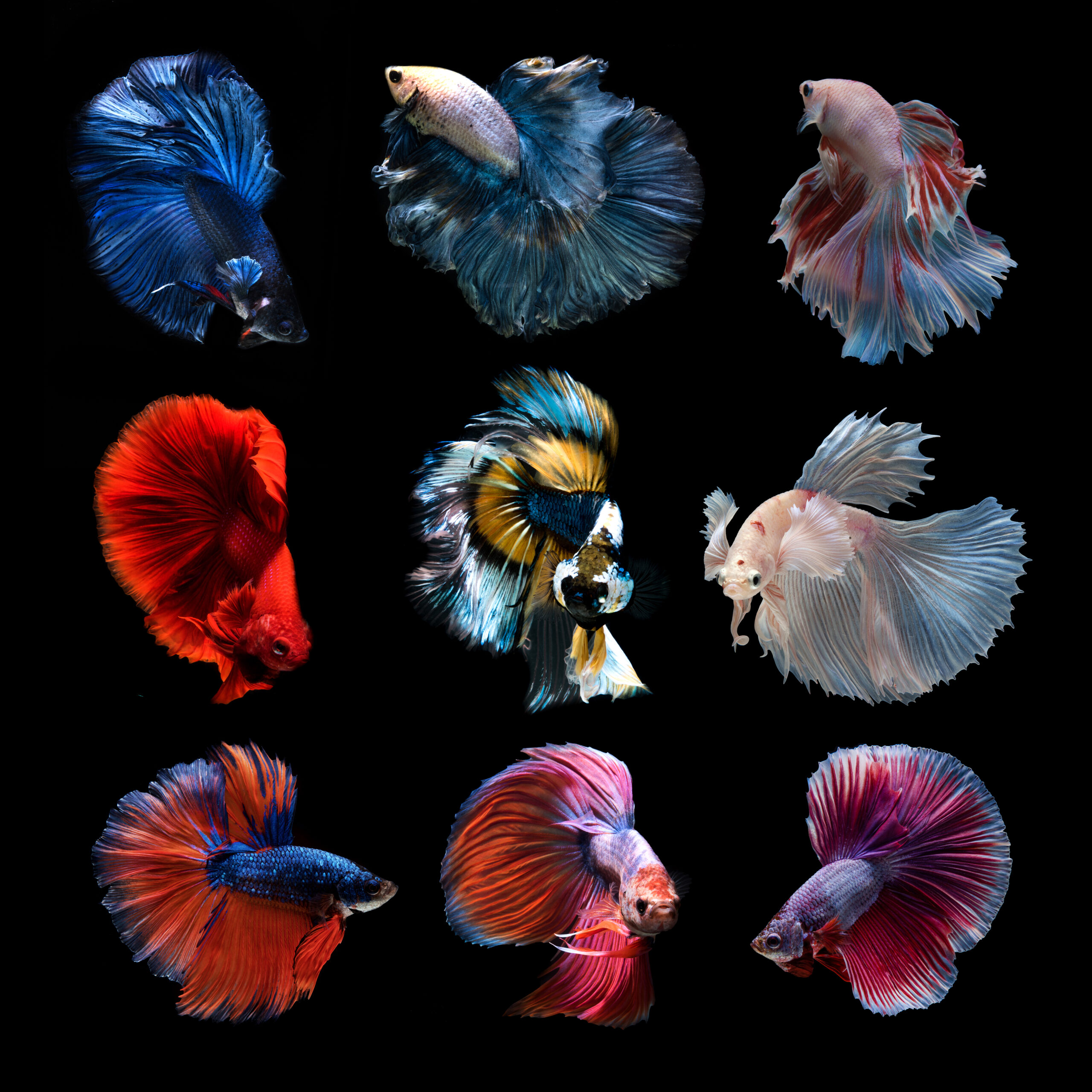 Types of Betta Fish: Which is the Perfect One for You? - Fish tank ...