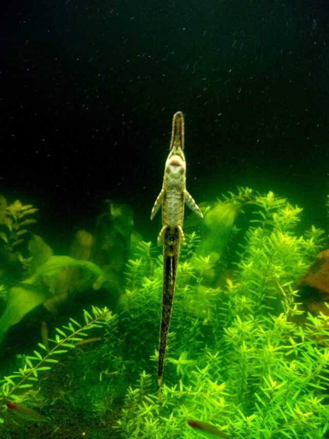 The 15 Best Types Of Freshwater Aquarium Catfish - Fish tank Antibiotics